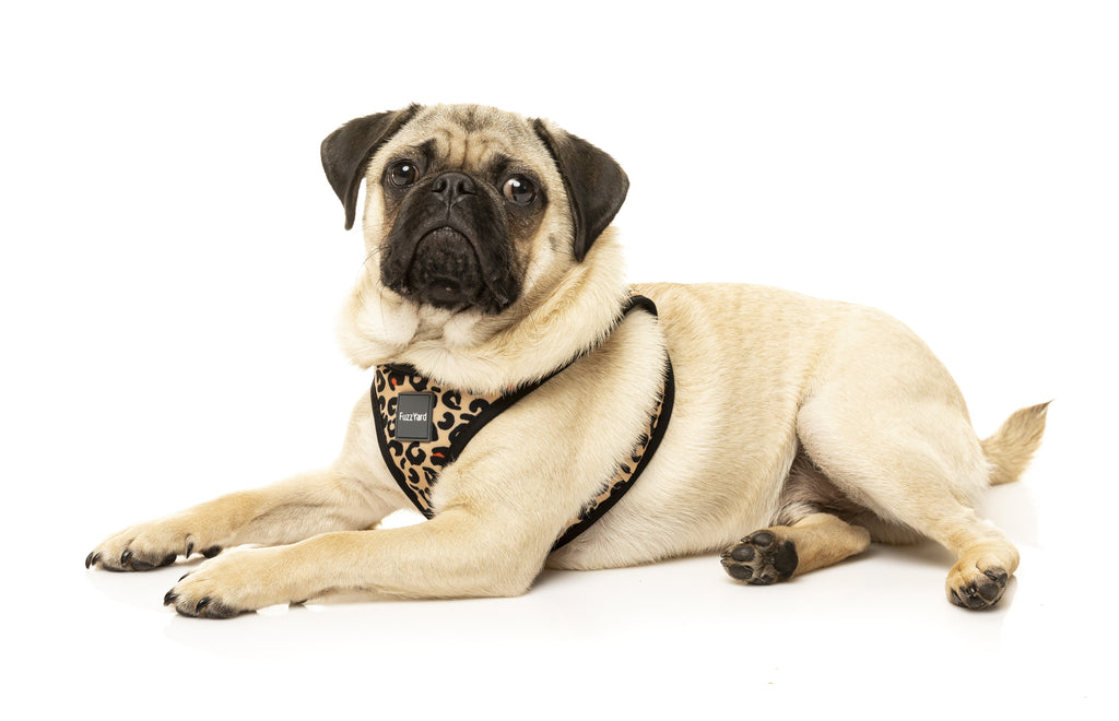In Vogue| FuzzYard UK Beds, Collars, Harnesses, Leads